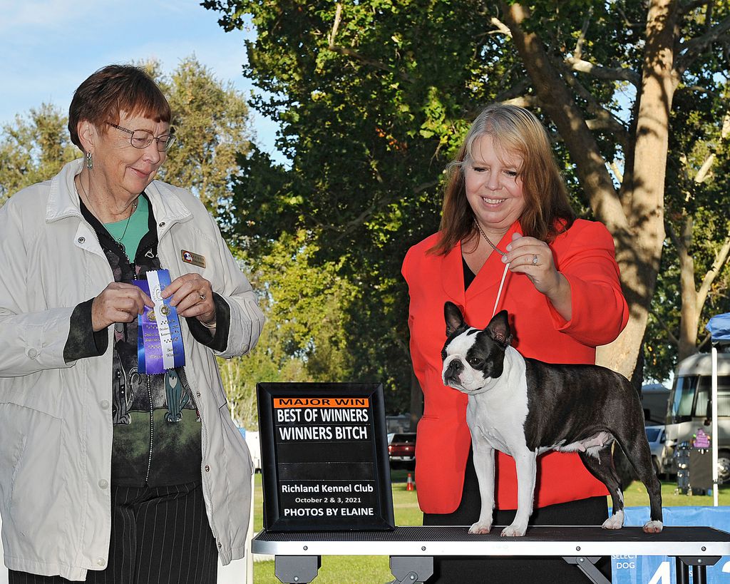 Boston Terrier - The Breed Archive