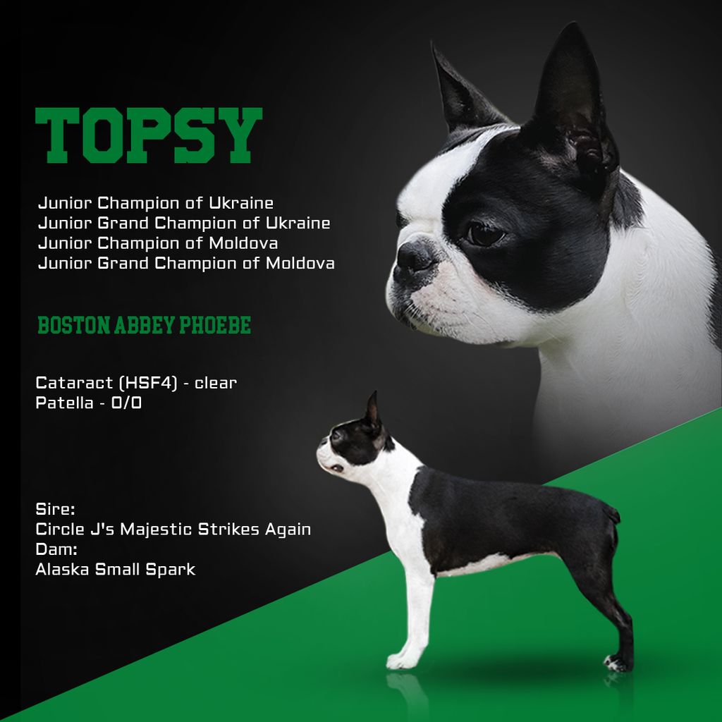 Boston Terrier - The Breed Archive