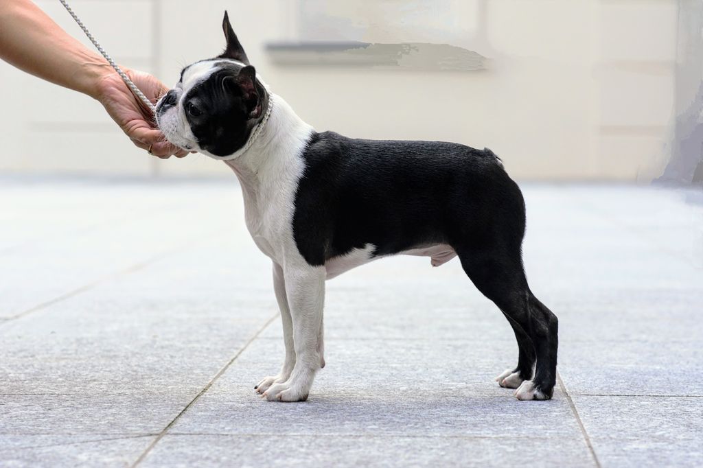 Boston Terrier - The Breed Archive