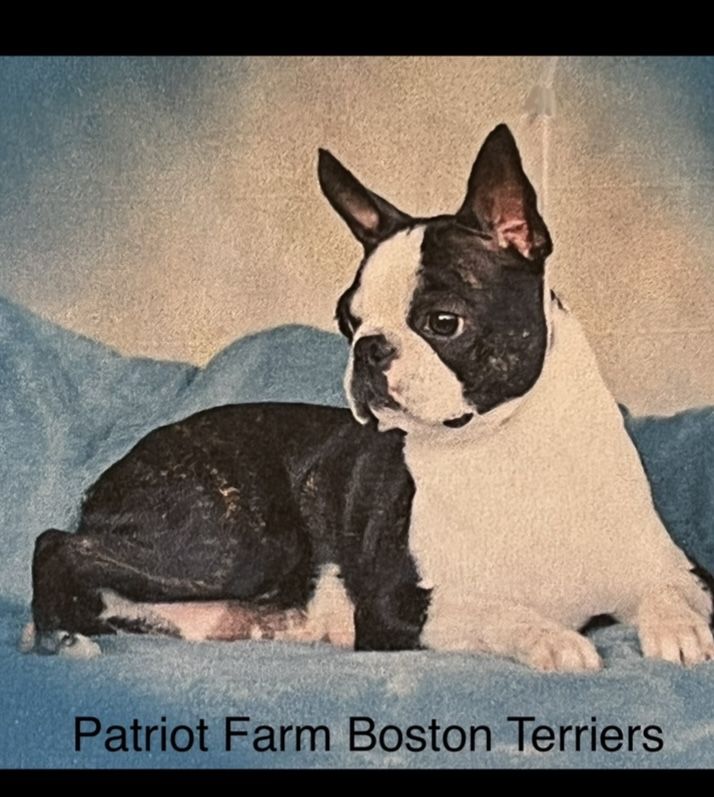 Boston Terrier - The Breed Archive