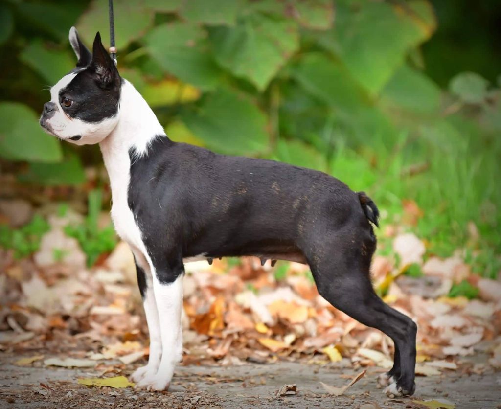Boston Terrier - The Breed Archive