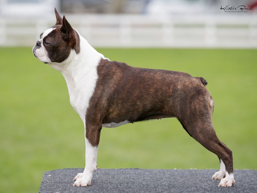 Boston Terrier - The Breed Archive