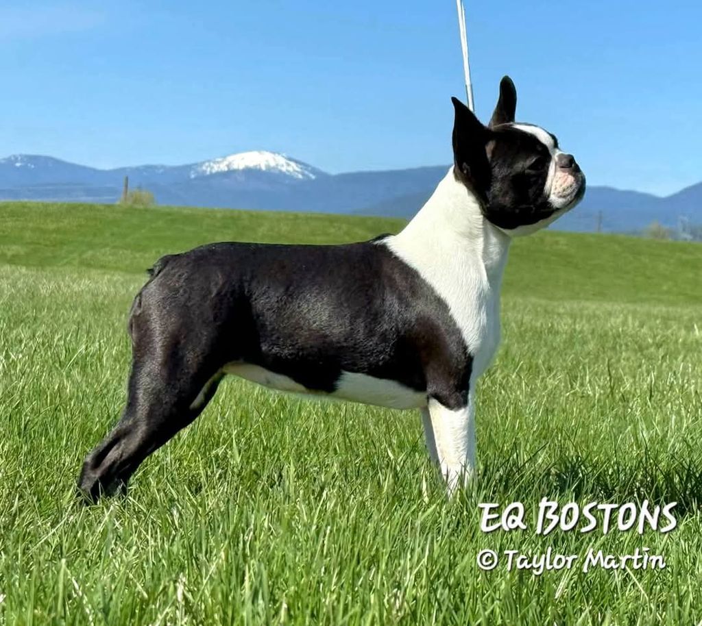 Boston Terrier - The Breed Archive