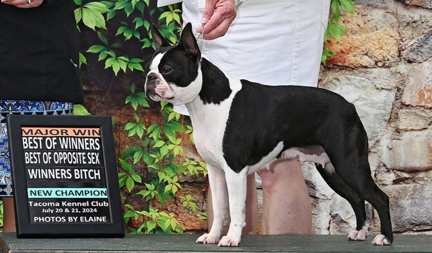 Boston Terrier - The Breed Archive