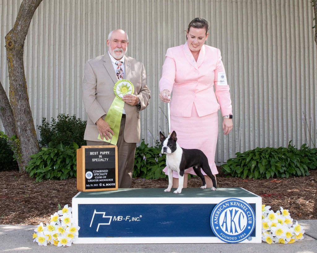 Boston Terrier - The Breed Archive