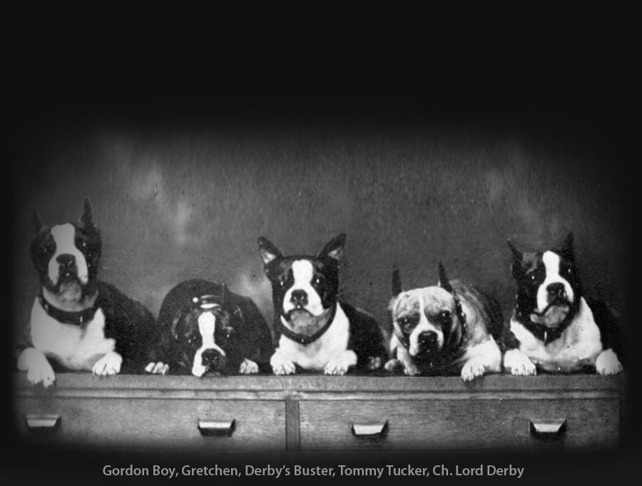Boston Terrier - The Breed Archive